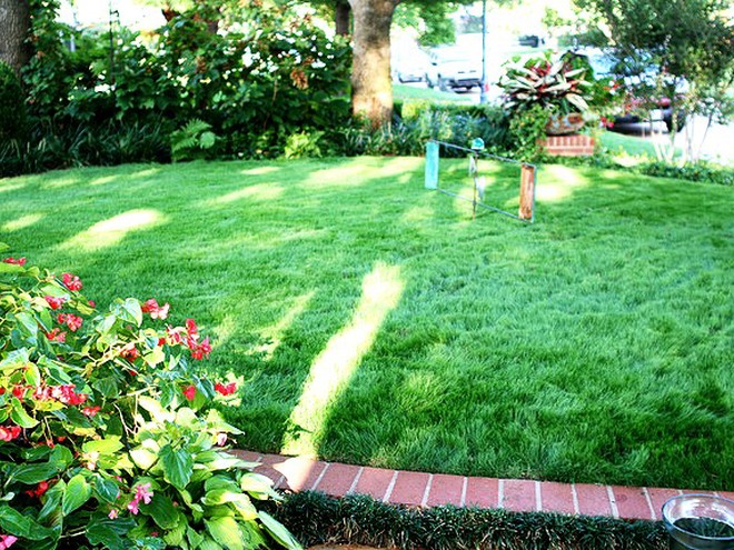 Как вырастить идеальный газон на даче (фото) - tochka.net